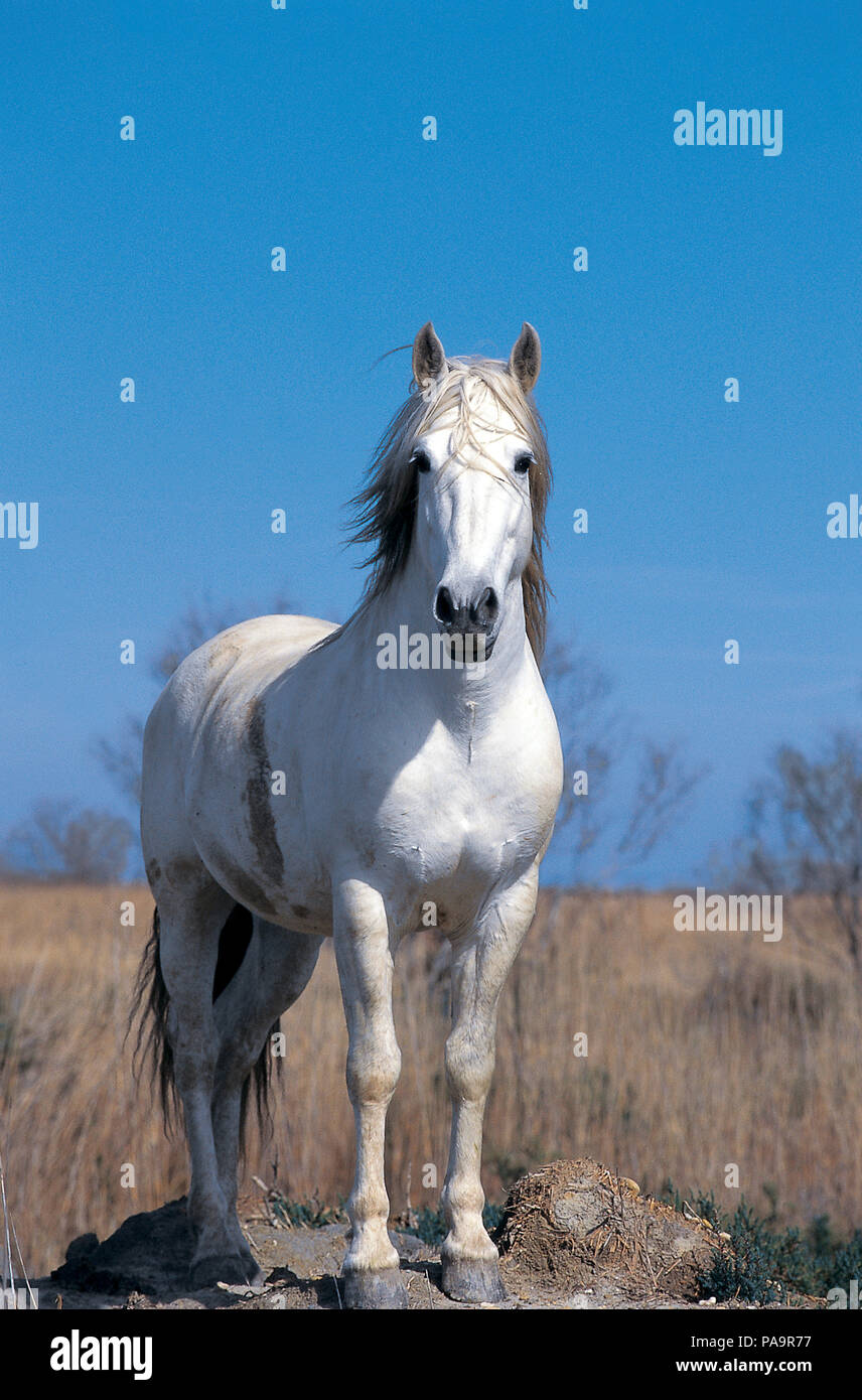 Wild horse of Camargue - Stallion - Southern France Cheval Camargue ...