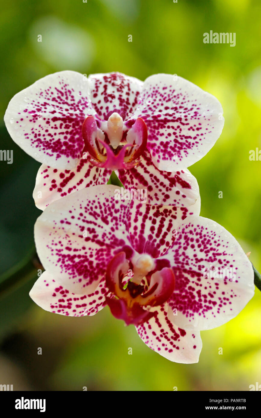 Plants with red spotted stems hi-res stock photography and images - Alamy
