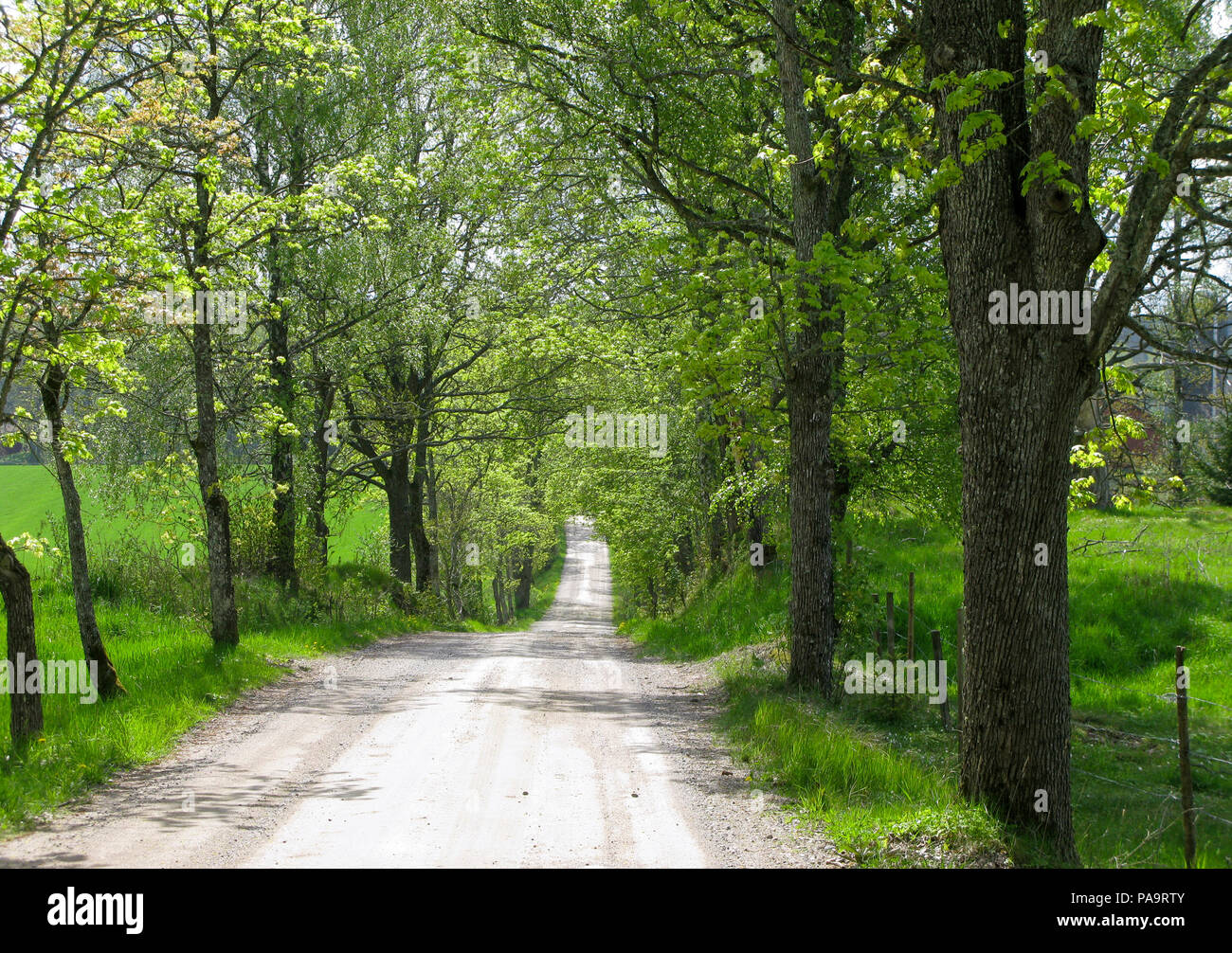 Country road and tree hi-res stock photography and images - Alamy