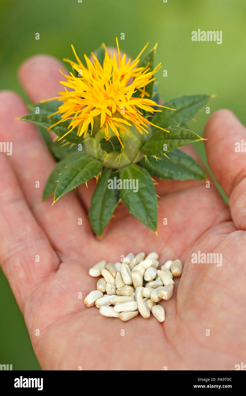 Safflower. Carthamus tinctorius Stock Photo - Alamy