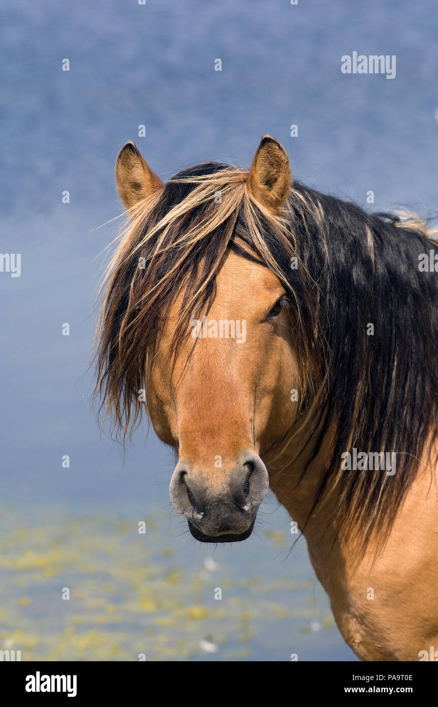 Henson horse equus caballus hi-res stock photography and images - Alamy