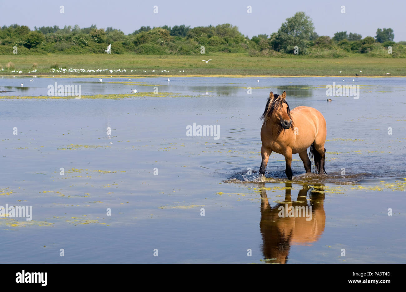 Henson's Horse - Crossing the water (Equus caballus) - Reflecting ...