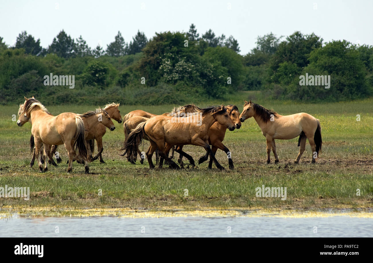 Henson's Horse - Herd (Equus caballus) Cheval Henson - troupeau Stock ...