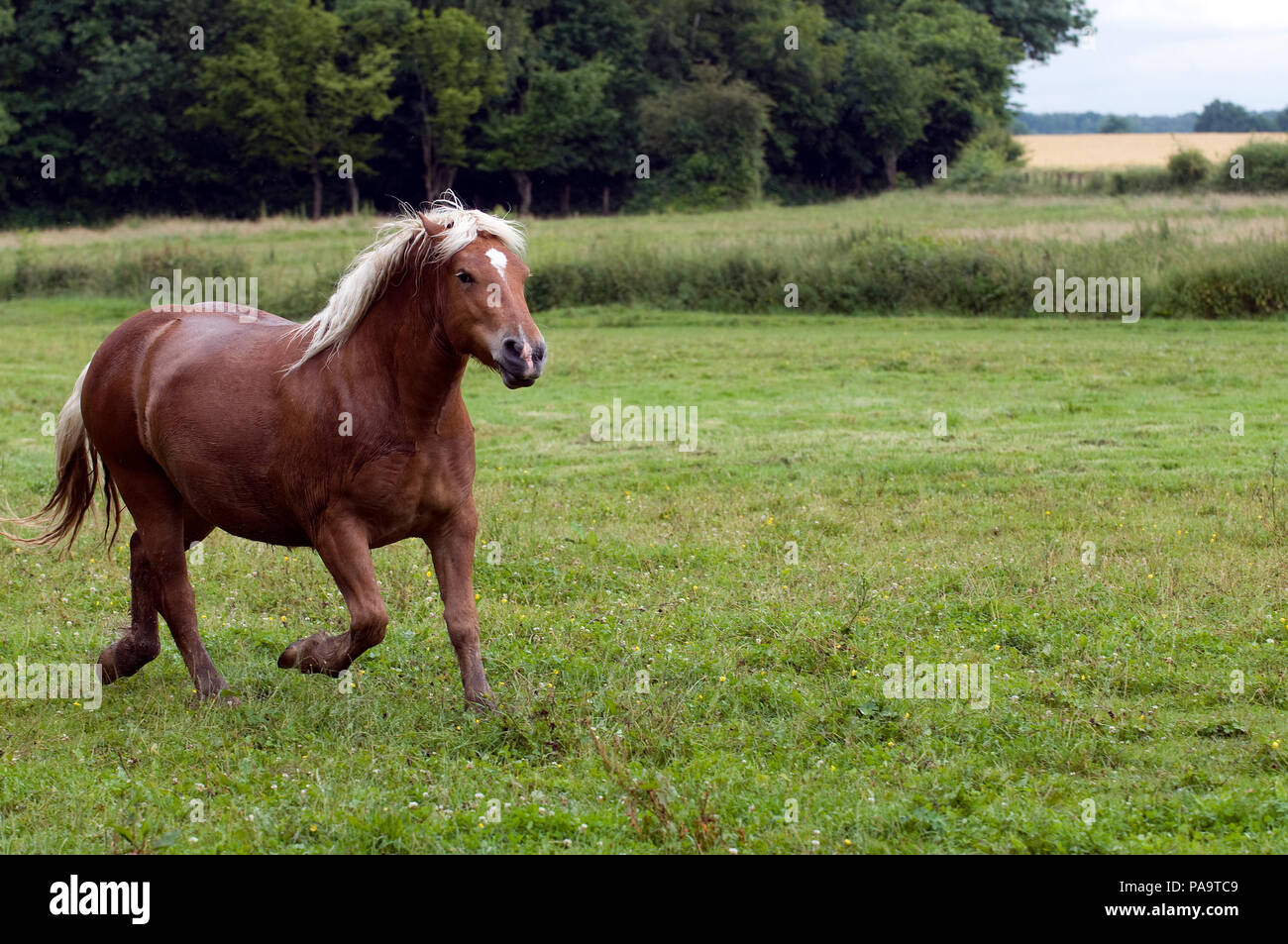 Comtois Horse - Running Cheval Comtois - Course Equs caballus Stock ...