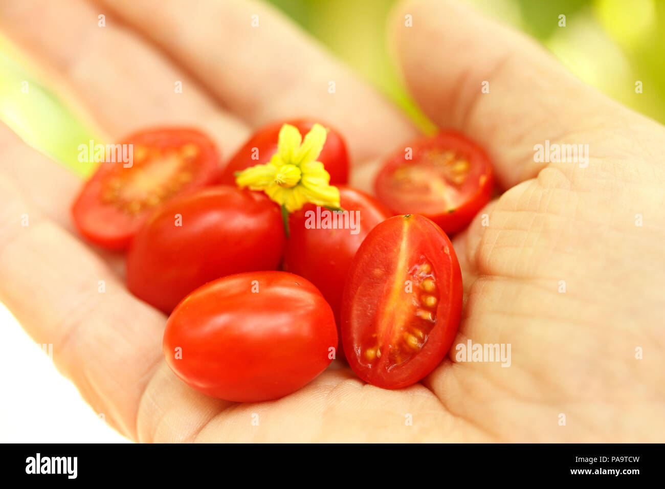 Tomatoes cherry pear drop Stock Photo - Alamy