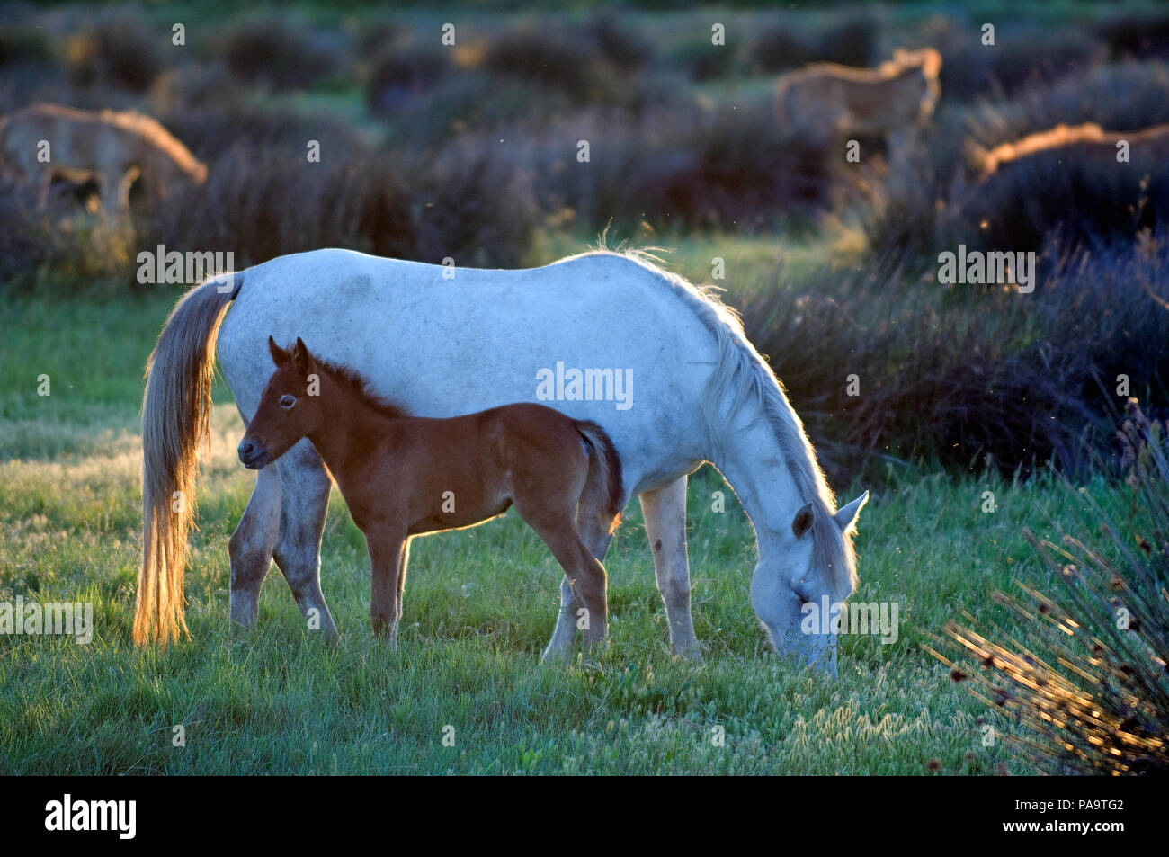 Wild horse of Camargue (Equus caballus) - Mare and foal - Southern ...