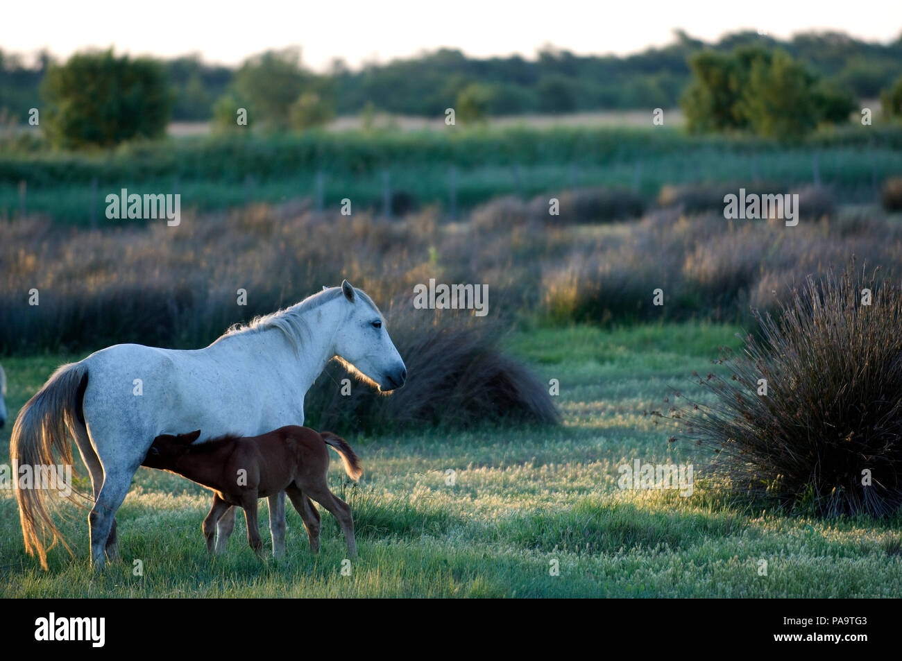 Wild horse of Camargue (Equus caballus) - Mare and foal - Milking ...