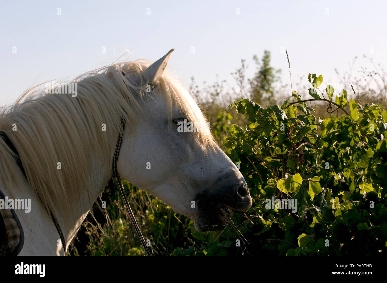 Cheval Camargue - portrait - Horse of Camargue - France Stock Photo - Alamy