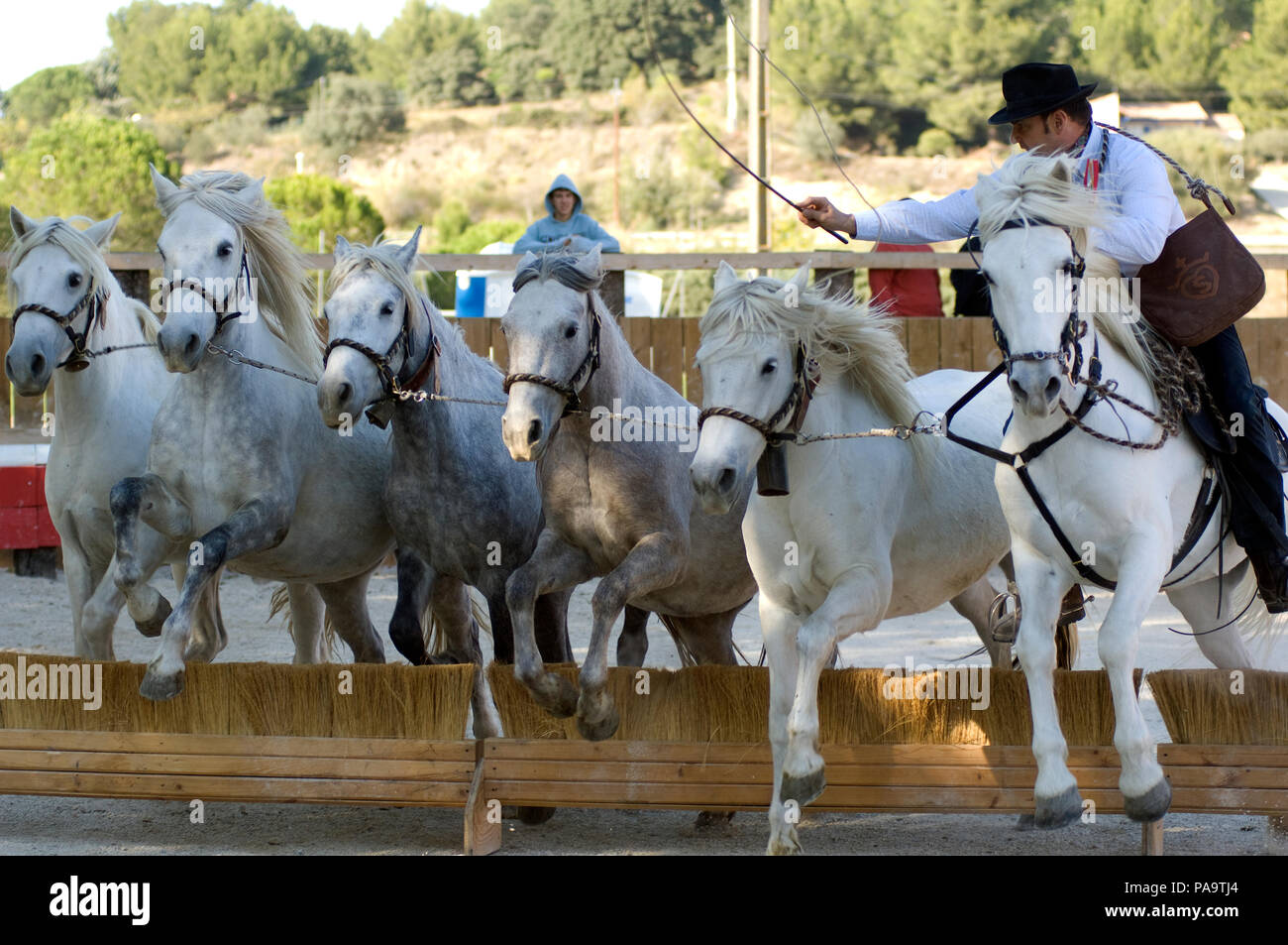 Cheval Camargue -presentation - Horse of Camargue - Gard - France Stock ...