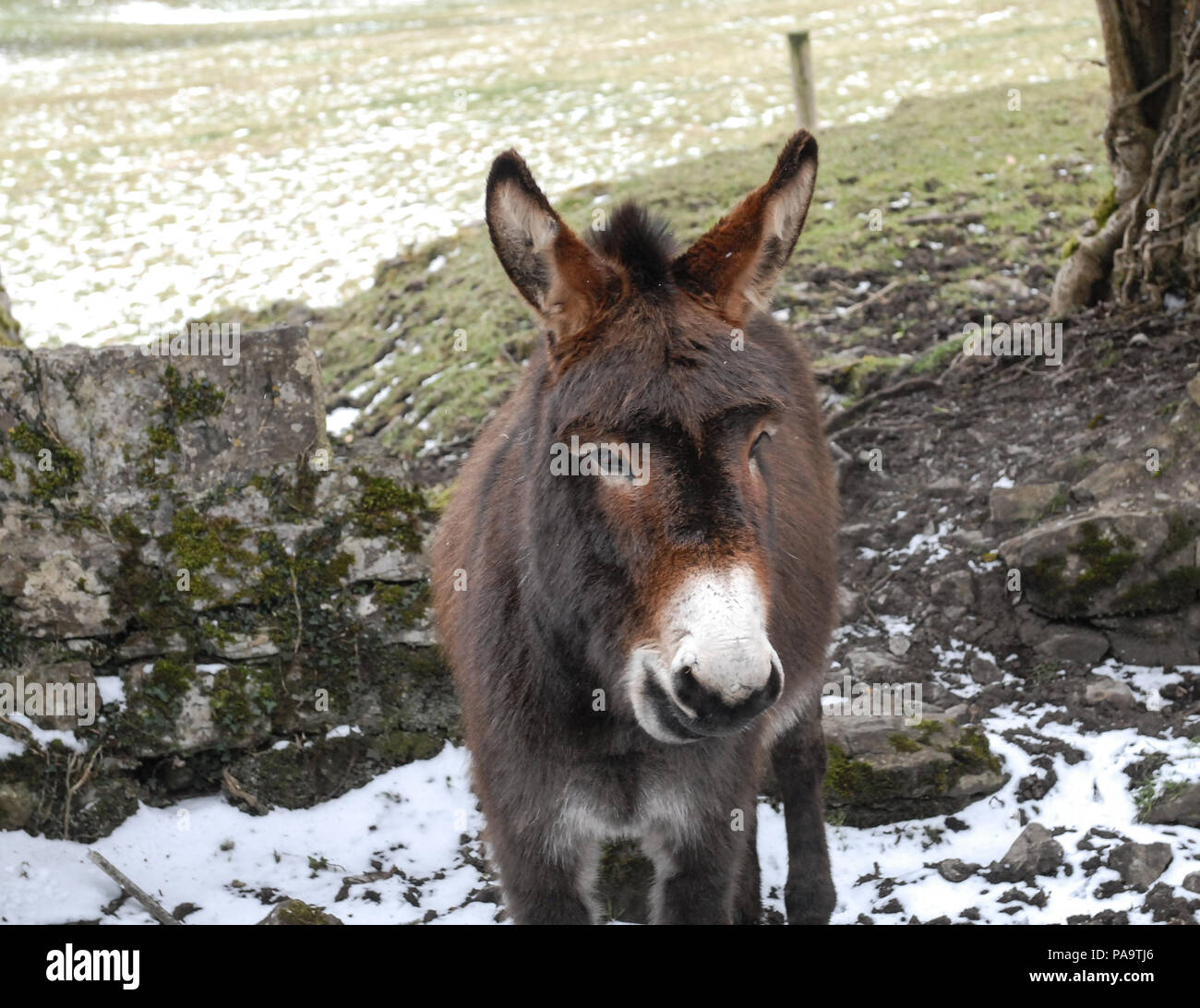 Group of Friendly Donkeys in the west of ireland Stock Photo - Alamy