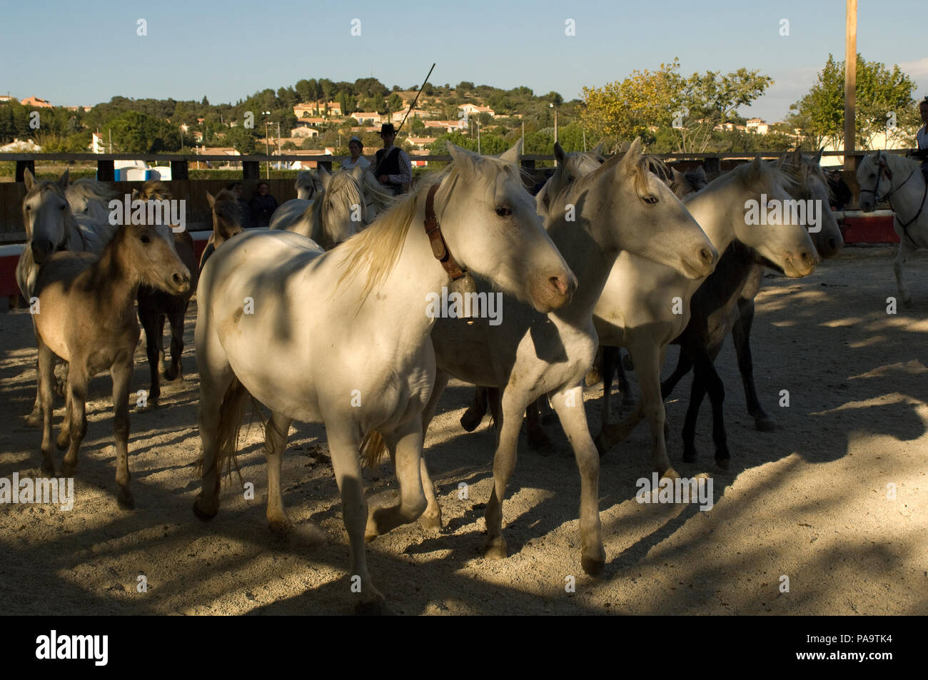 Cheval Camargue - presentation - Horse of Camargue - Gard - France ...