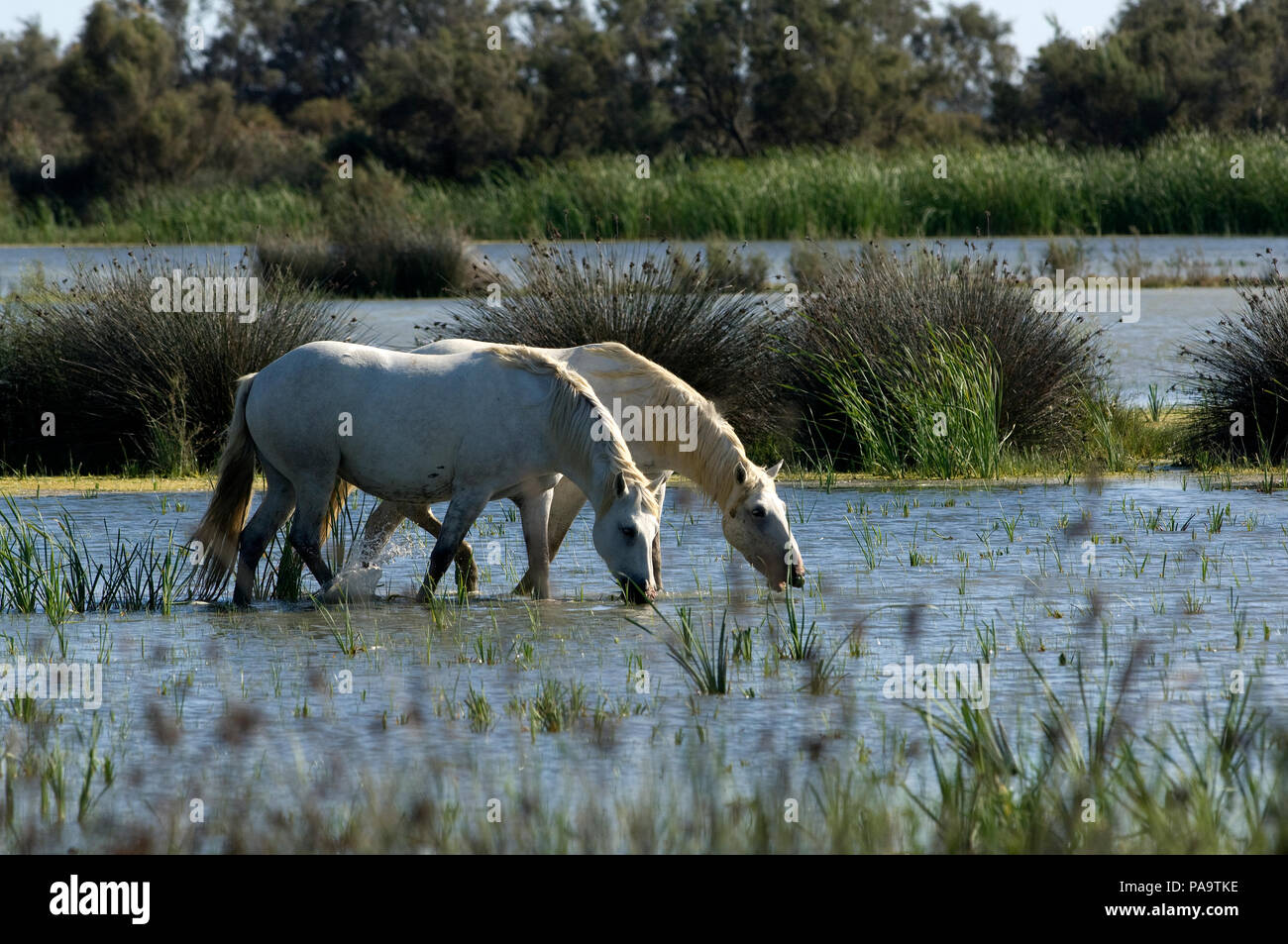 Cheval Camargue - Wild Horse of Camargue - France Stock Photo - Alamy