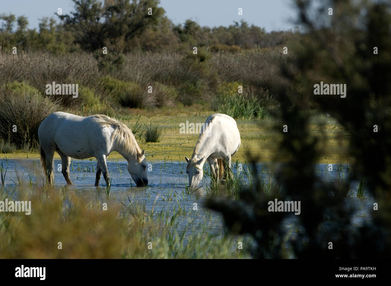 Cheval camargue hi-res stock photography and images - Alamy