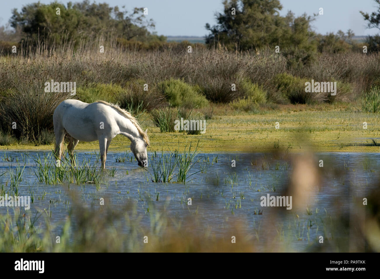 Cheval Camargue - Wild Horse of Camargue - France Stock Photo - Alamy