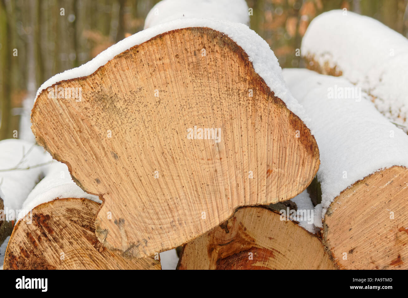 Profile of tree hi-res stock photography and images - Alamy