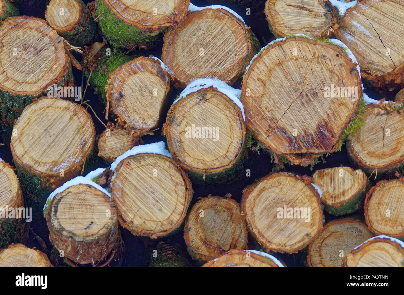 Tree profiles hi-res stock photography and images - Alamy