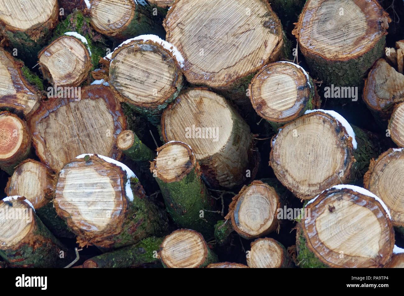 Profiles of a tree trunks in a winter. Siek, Germany Stock Photo - Alamy