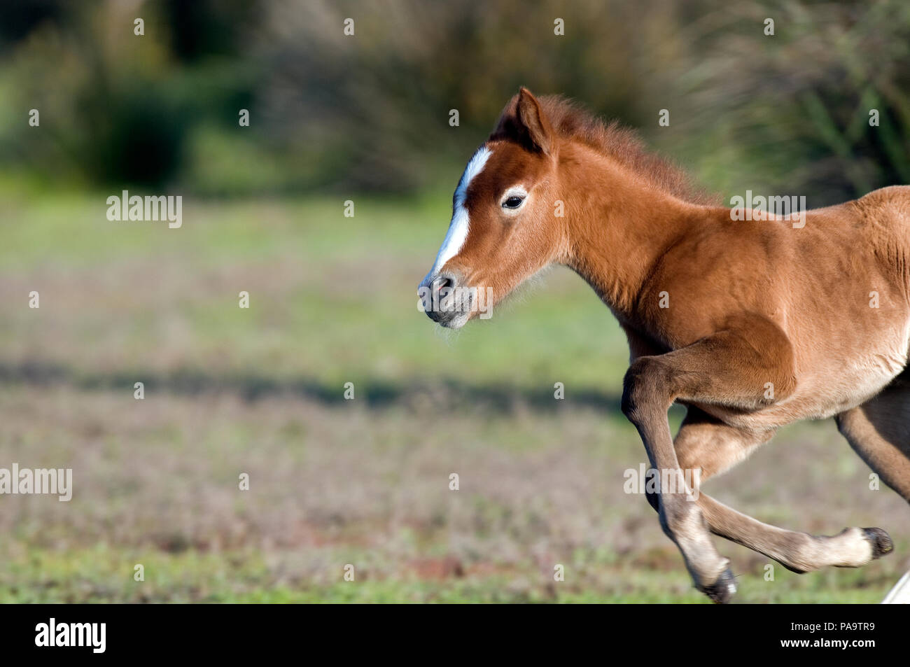 Baby Horses Running