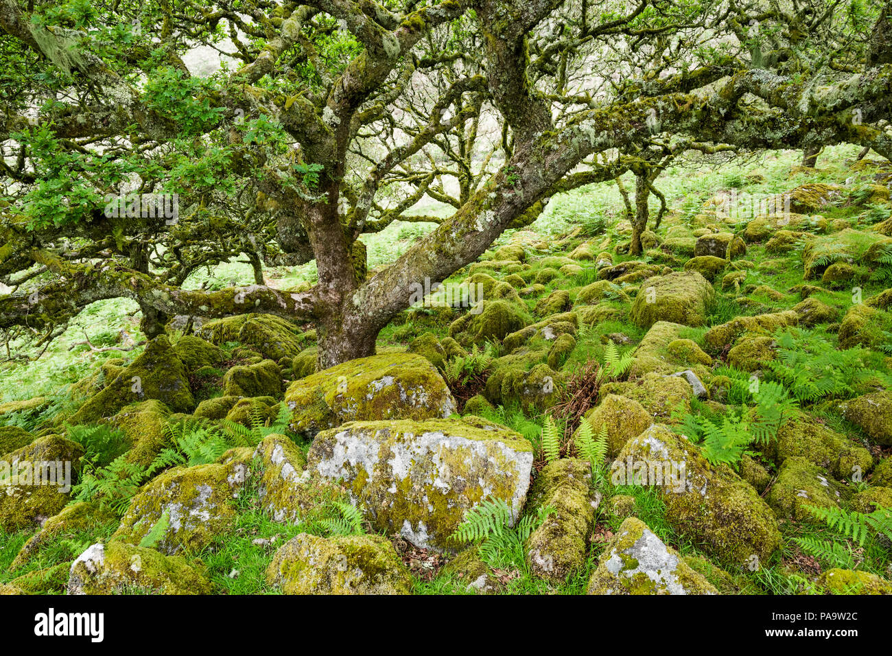 Wistman's Wood National Nature Reserve is an example of native upland ...