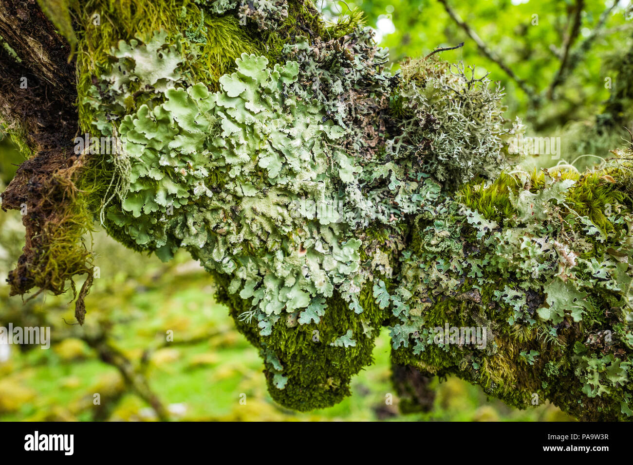 Wistman's Wood National Nature Reserve is an example of native upland ...