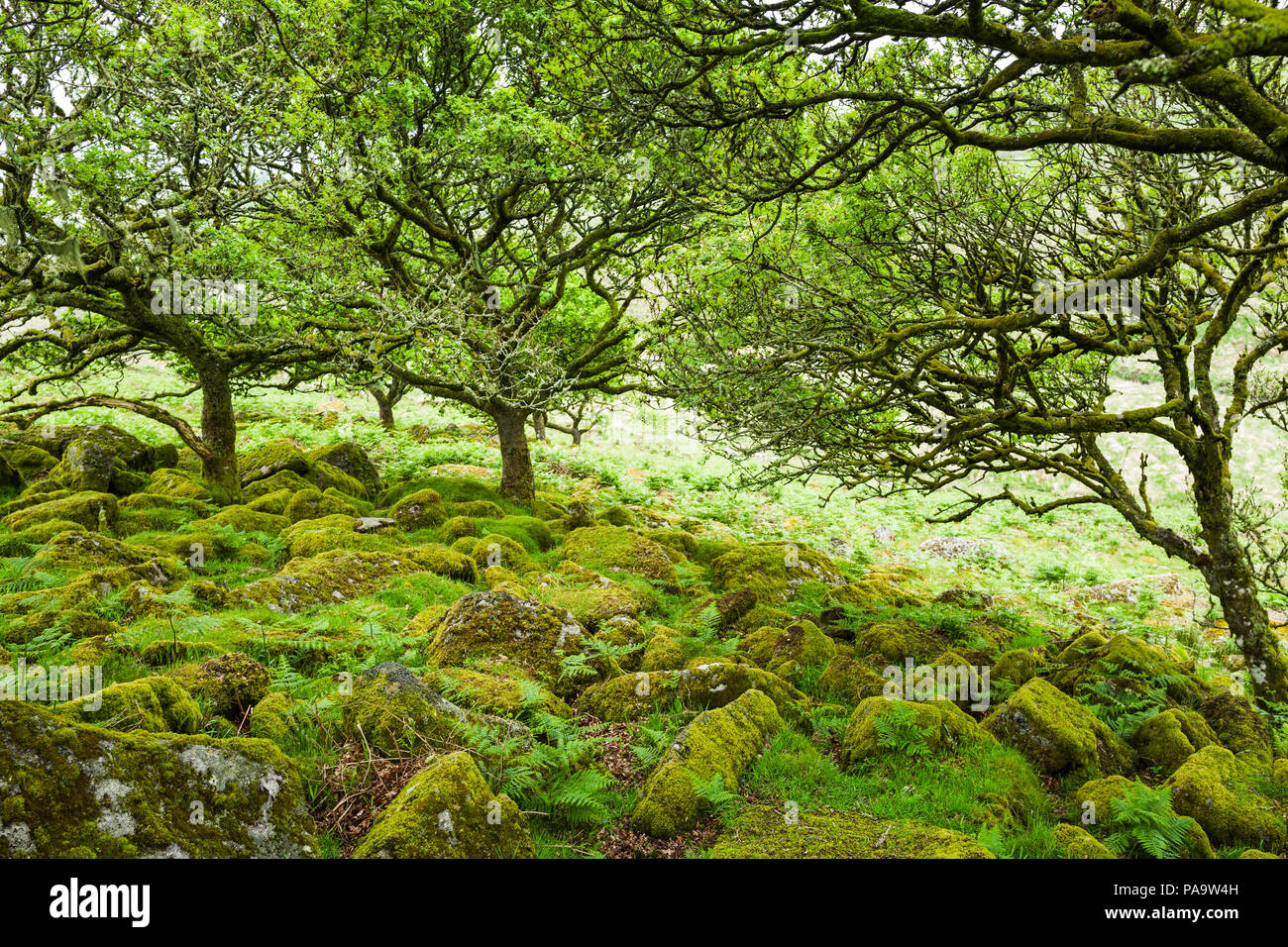 Wistman's Wood National Nature Reserve is an example of native upland ...