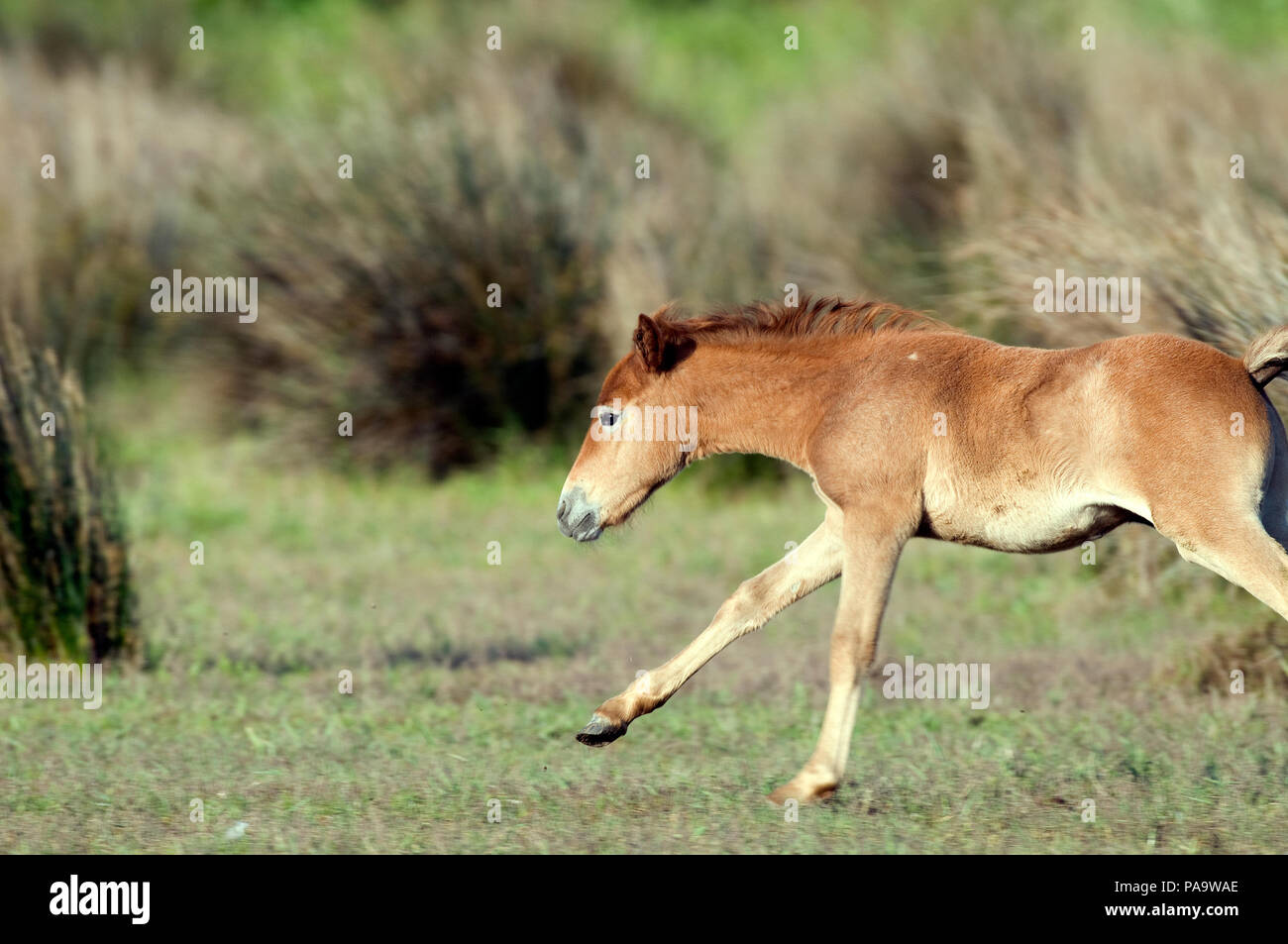 Cheval galop hi-res stock photography and images - Alamy