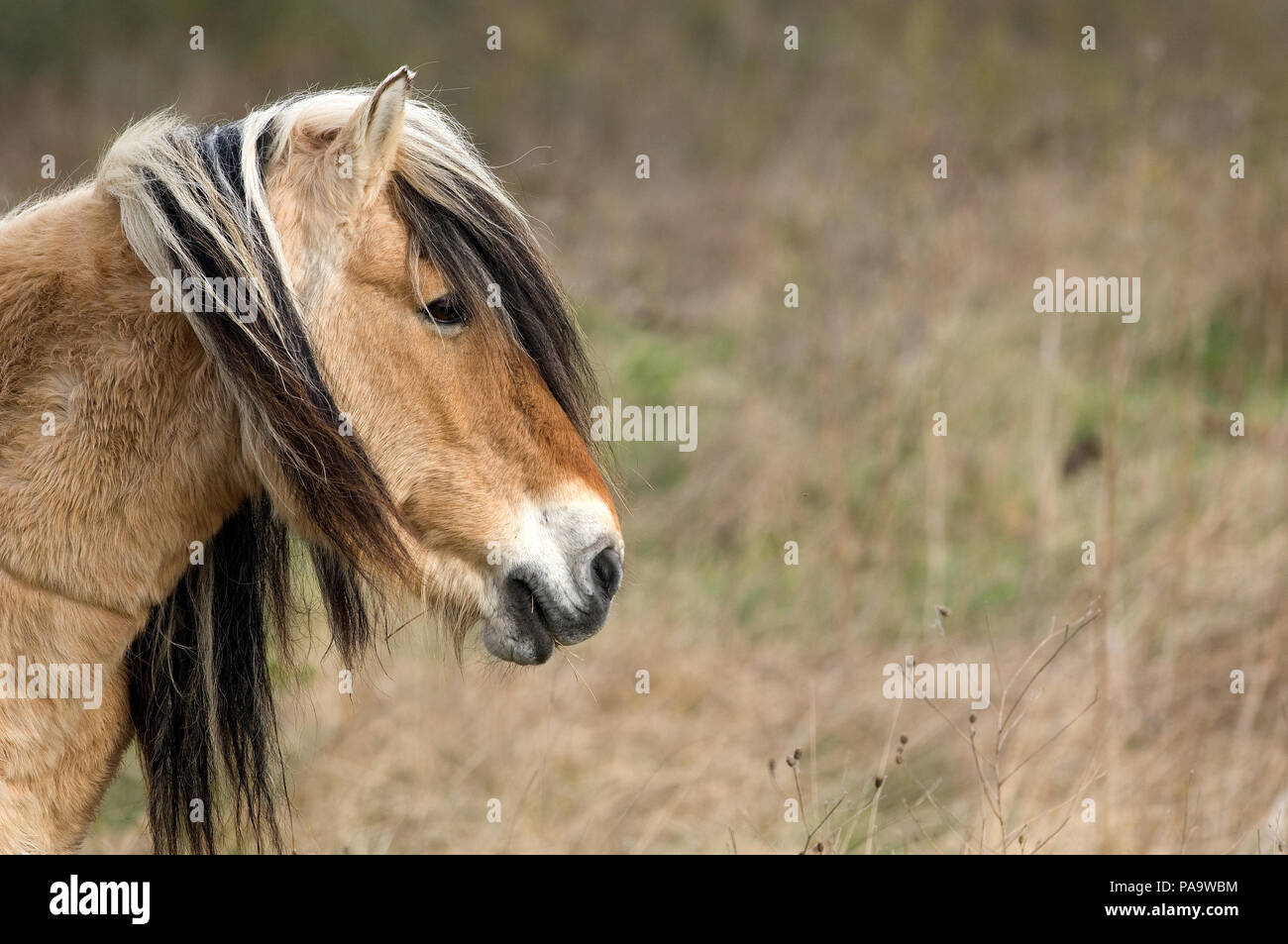 Henson, Horse (Equus caballus), France Stock Photo - Alamy