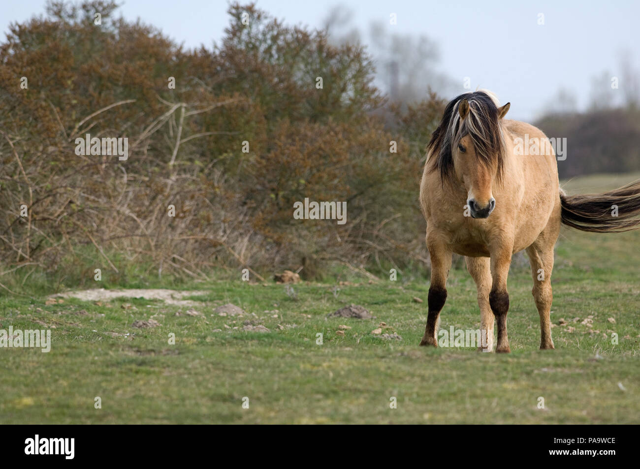 Henson - Cheval - Horse - Baie de Somme - France Stock Photo - Alamy