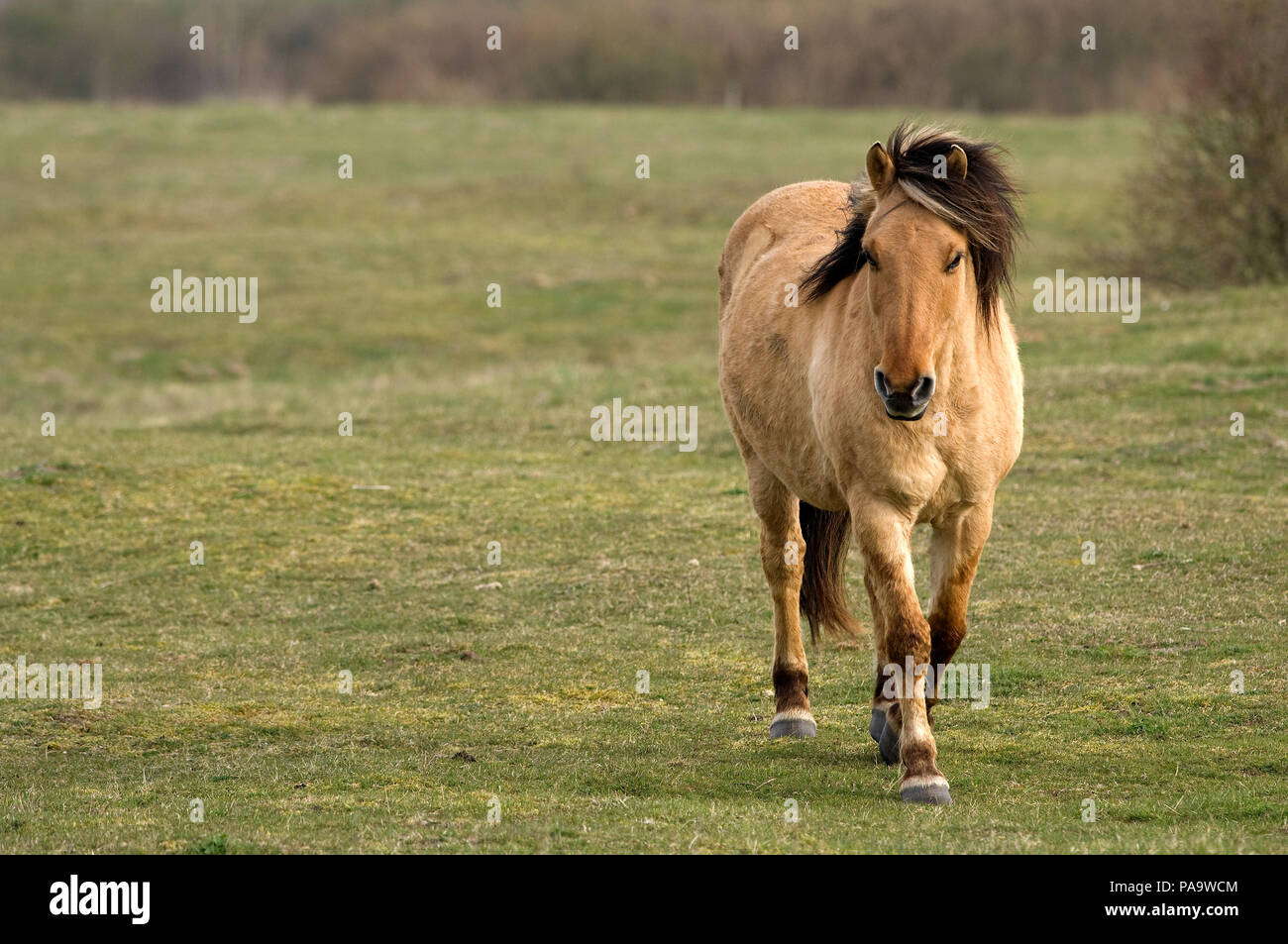 Henson - Cheval - Horse - Baie de Somme - France Stock Photo - Alamy