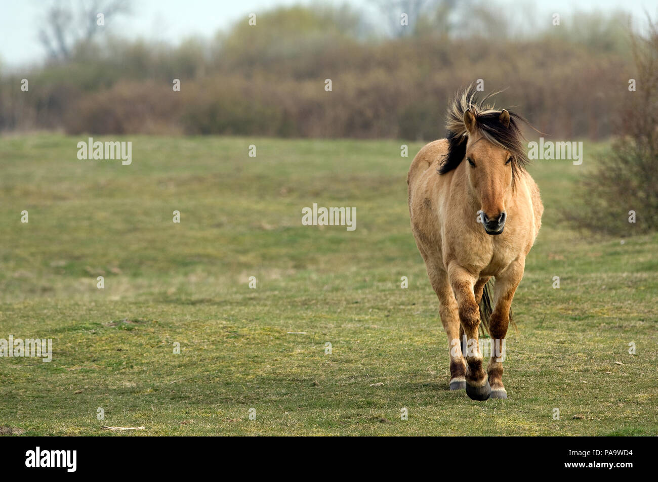 Henson - Cheval - Horse - Baie de Somme - France Stock Photo - Alamy