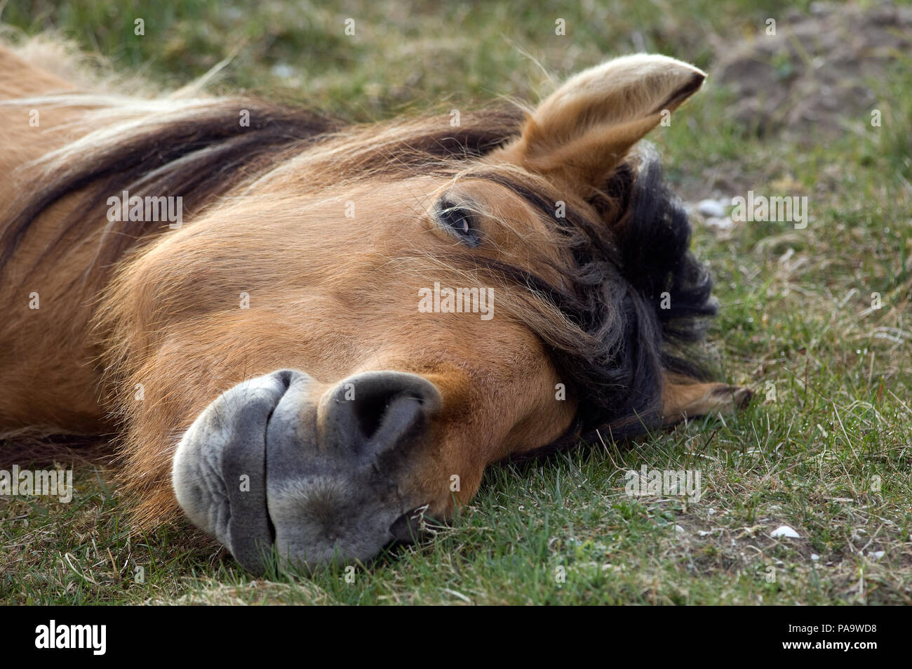 Henson - Cheval - dormant - Horse - sleeping - Baie de Somme - France ...