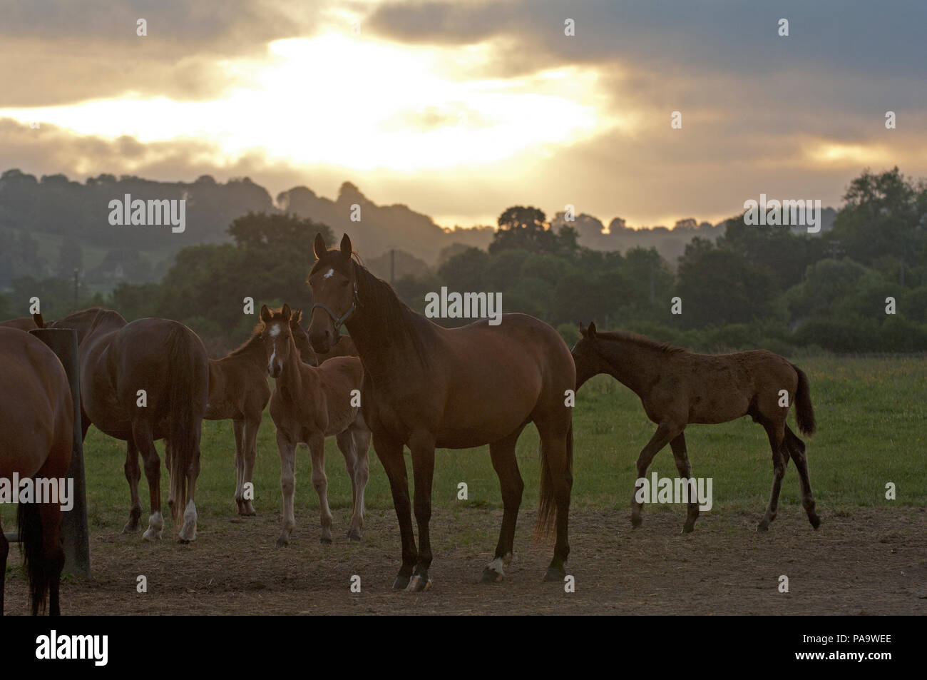 Trotteur hi-res stock photography and images - Alamy