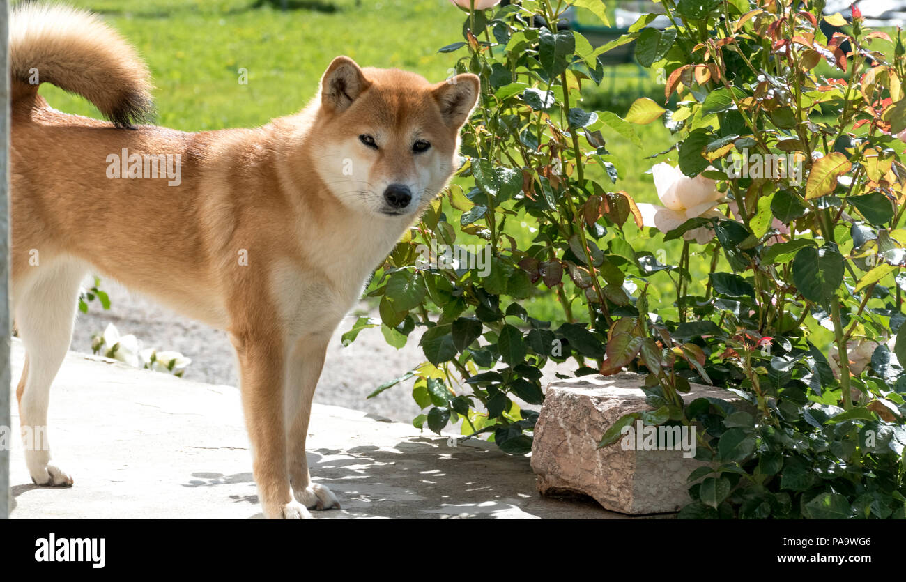 Cute shiba inu hi-res stock photography and images - Alamy