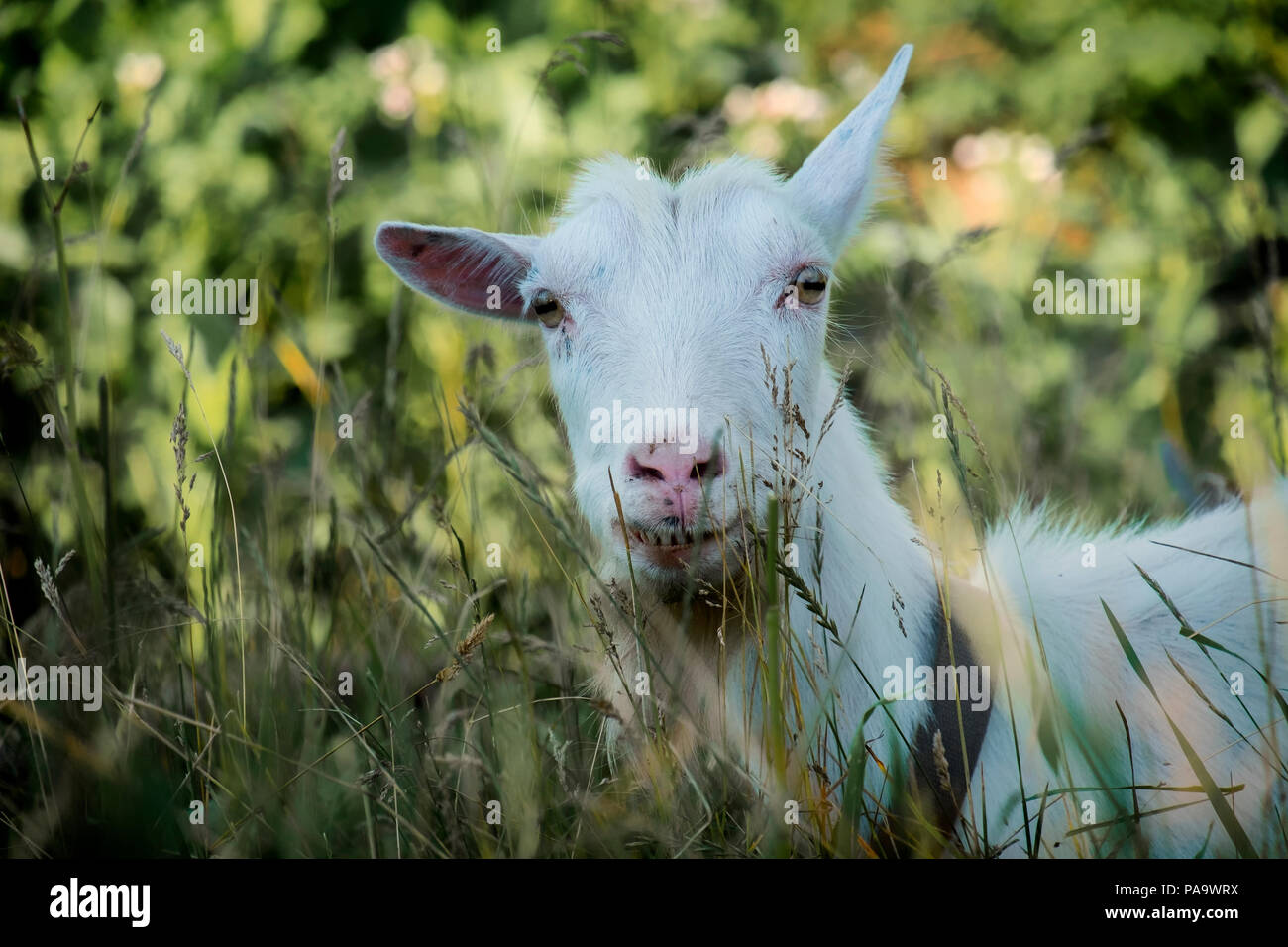 White goat raised one ear (Capra aegagrus hircus Stock Photo - Alamy
