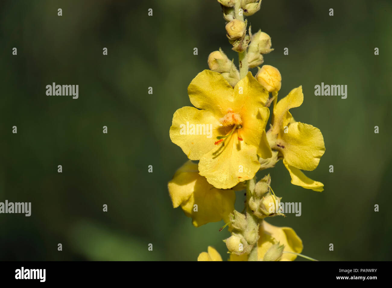 Yellow flowers and buds of common mullein (Verbascum thapsus Stock ...