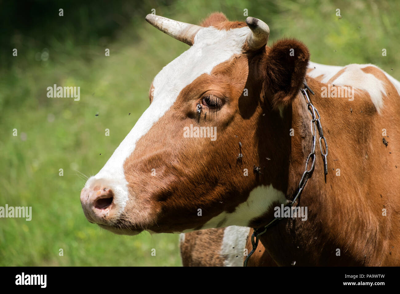 Cow head profile. Flies fly around and creep into her eyes (Bos taurus ...