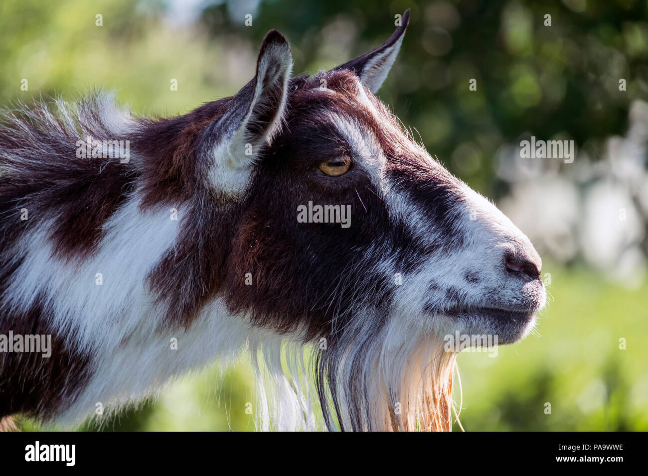 Female goat head profile (Capra aegagrus hircus Stock Photo - Alamy