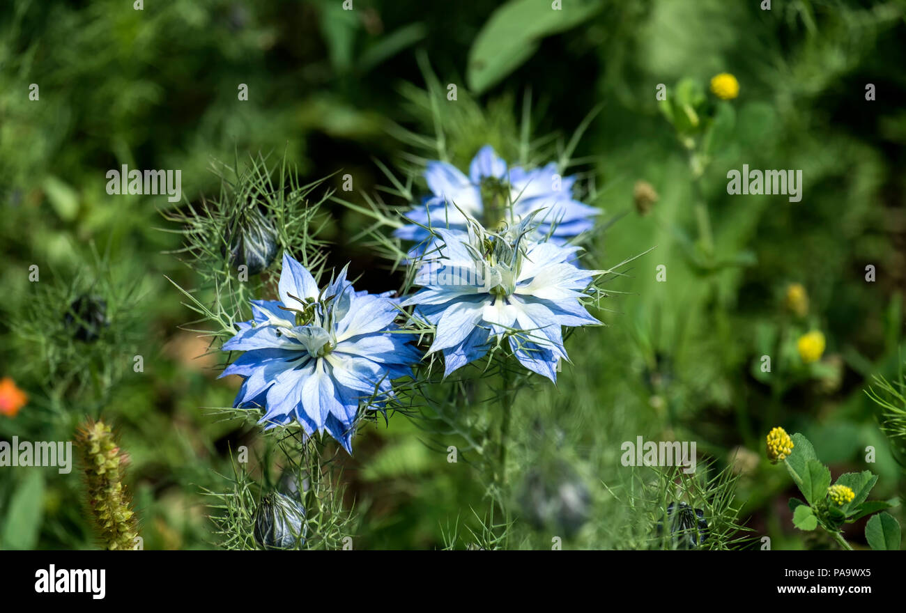 Flowers of Love-in-a-mist. Gently blue flowers of ragged lady (Nigella ...