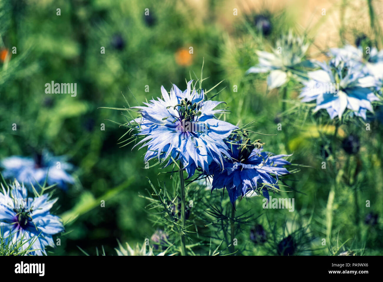 Flowers of Love-in-a-mist. Gently blue flowers of ragged lady (Nigella ...