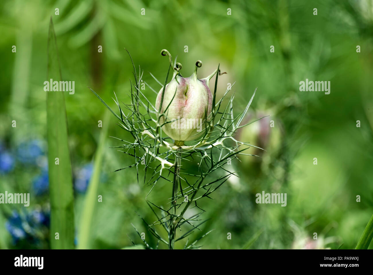 Inflated capsule hi-res stock photography and images - Alamy