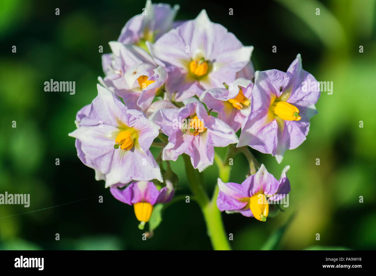 Pinkish flowers of a potato plant (Solanum tuberosum Stock Photo - Alamy