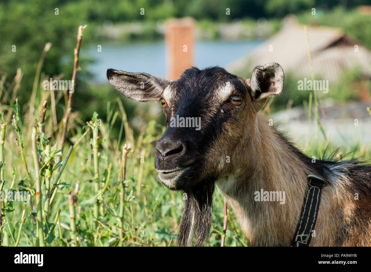 Capra genus hi-res stock photography and images - Alamy