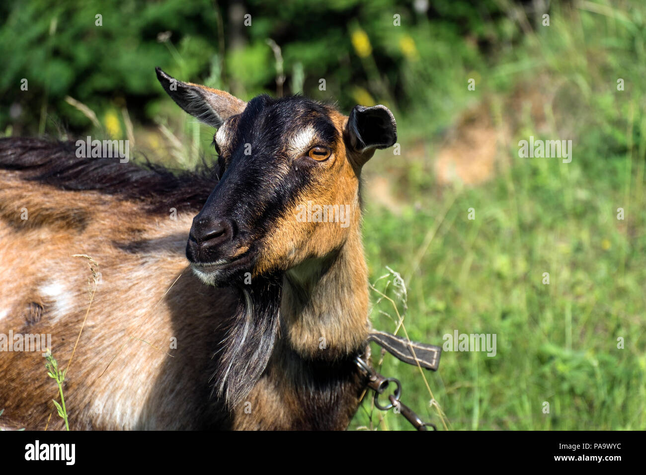 Capra genus hi-res stock photography and images - Alamy
