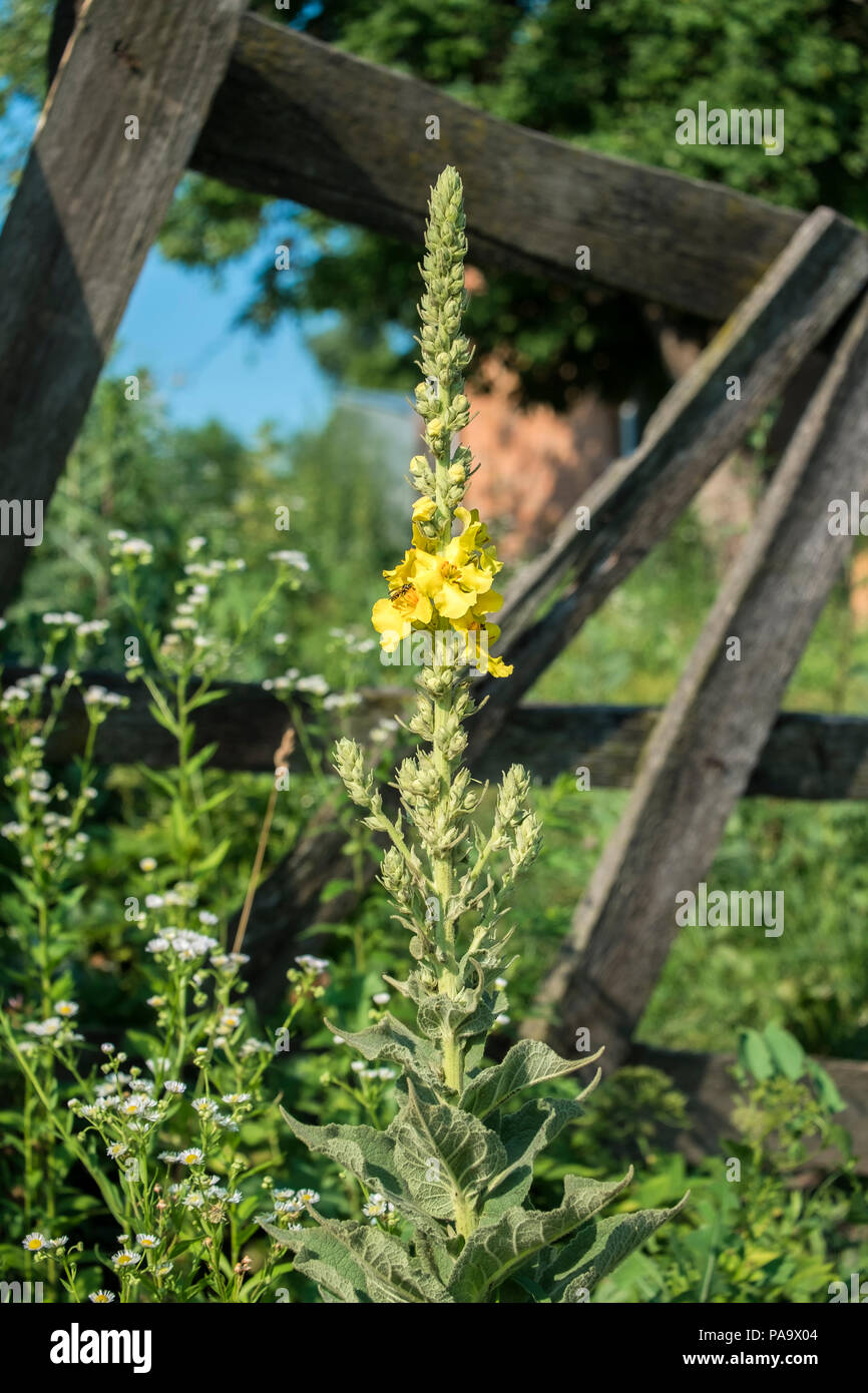 Stem and flowers of common mullein (Verbascum thapsus Stock Photo - Alamy