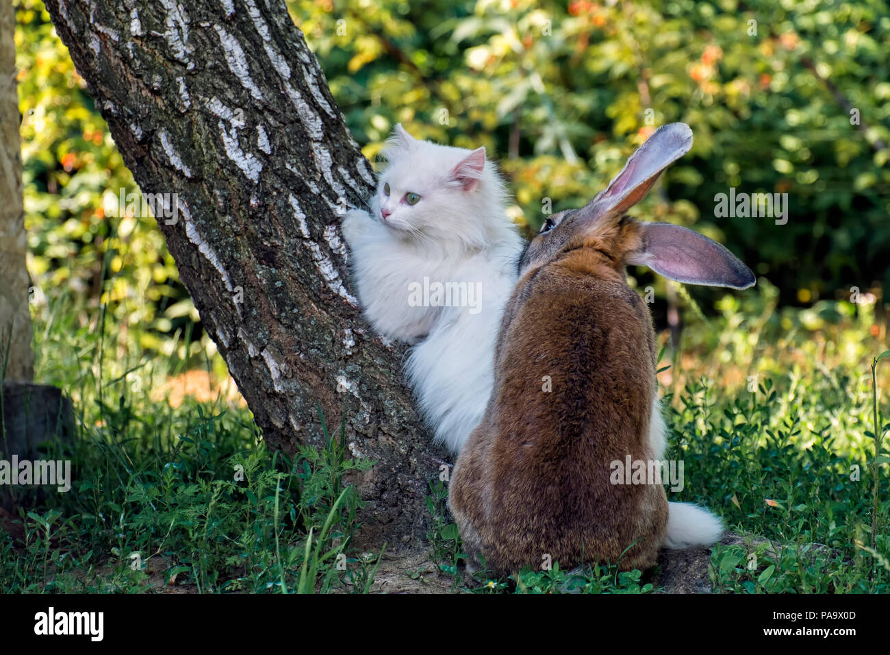 White cat and a loving rabbit Stock Photo - Alamy