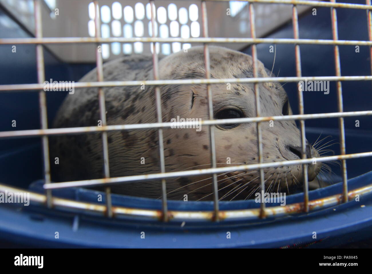 Progressive animal welfare society hi-res stock photography and images ...