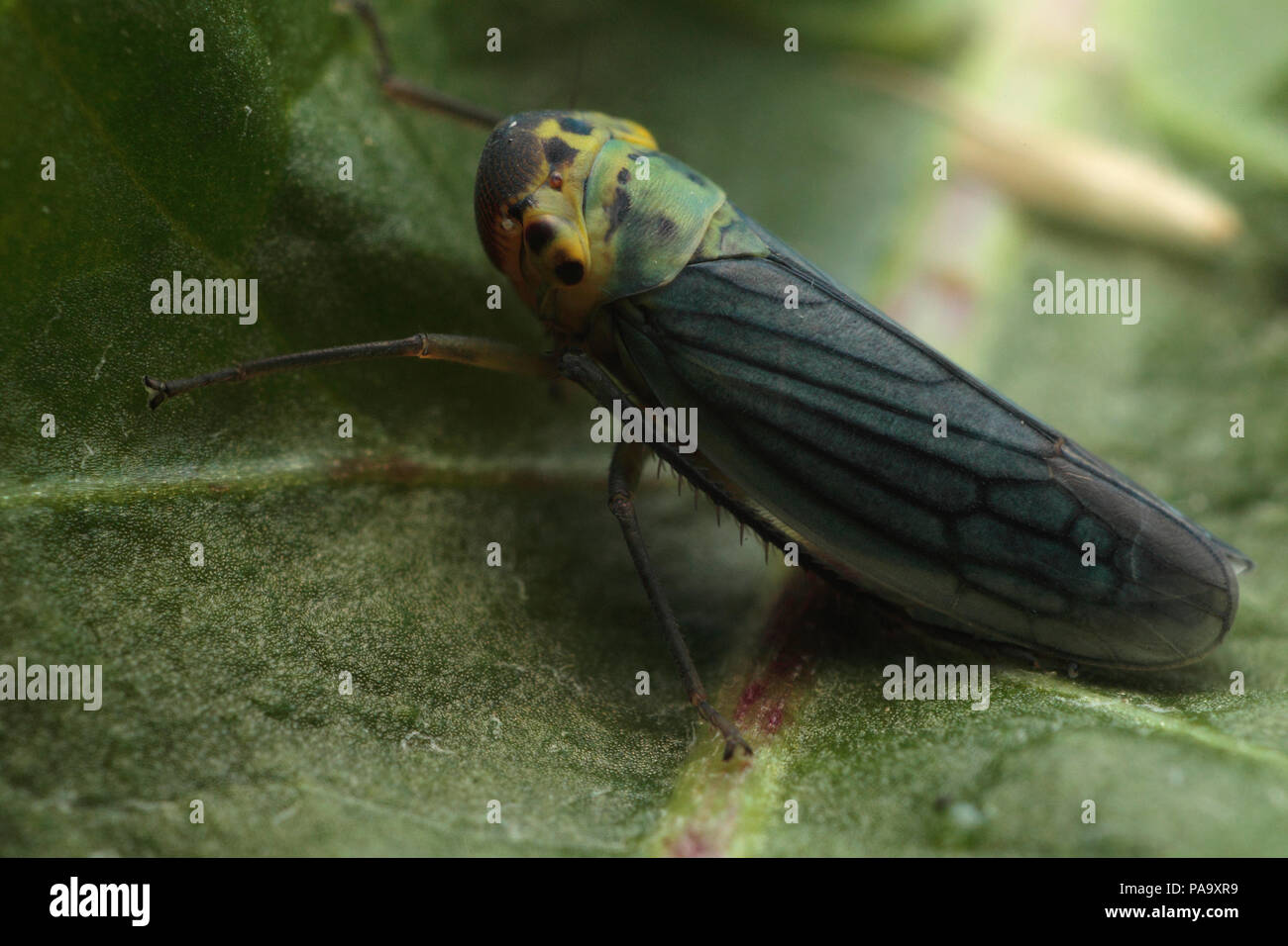 Compound leaf anatomy hi-res stock photography and images - Alamy