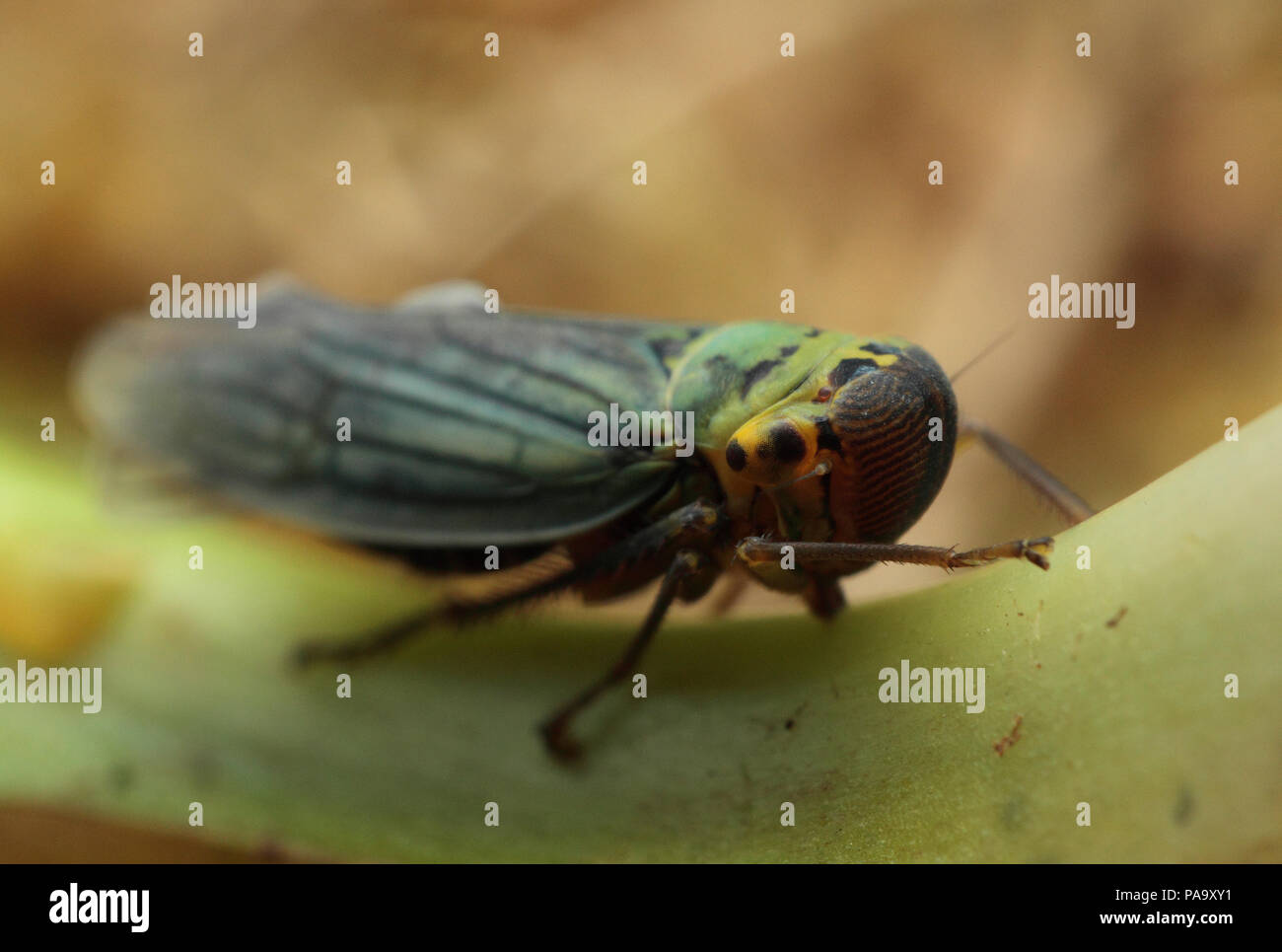 Leaf hopper hi-res stock photography and images - Alamy