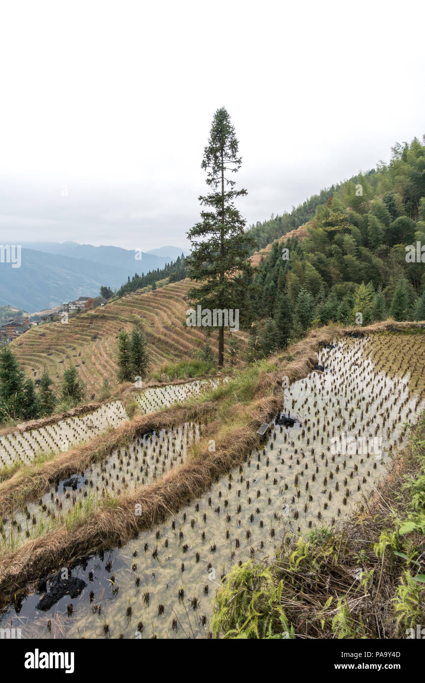 Pingan rice terrace hi-res stock photography and images - Alamy