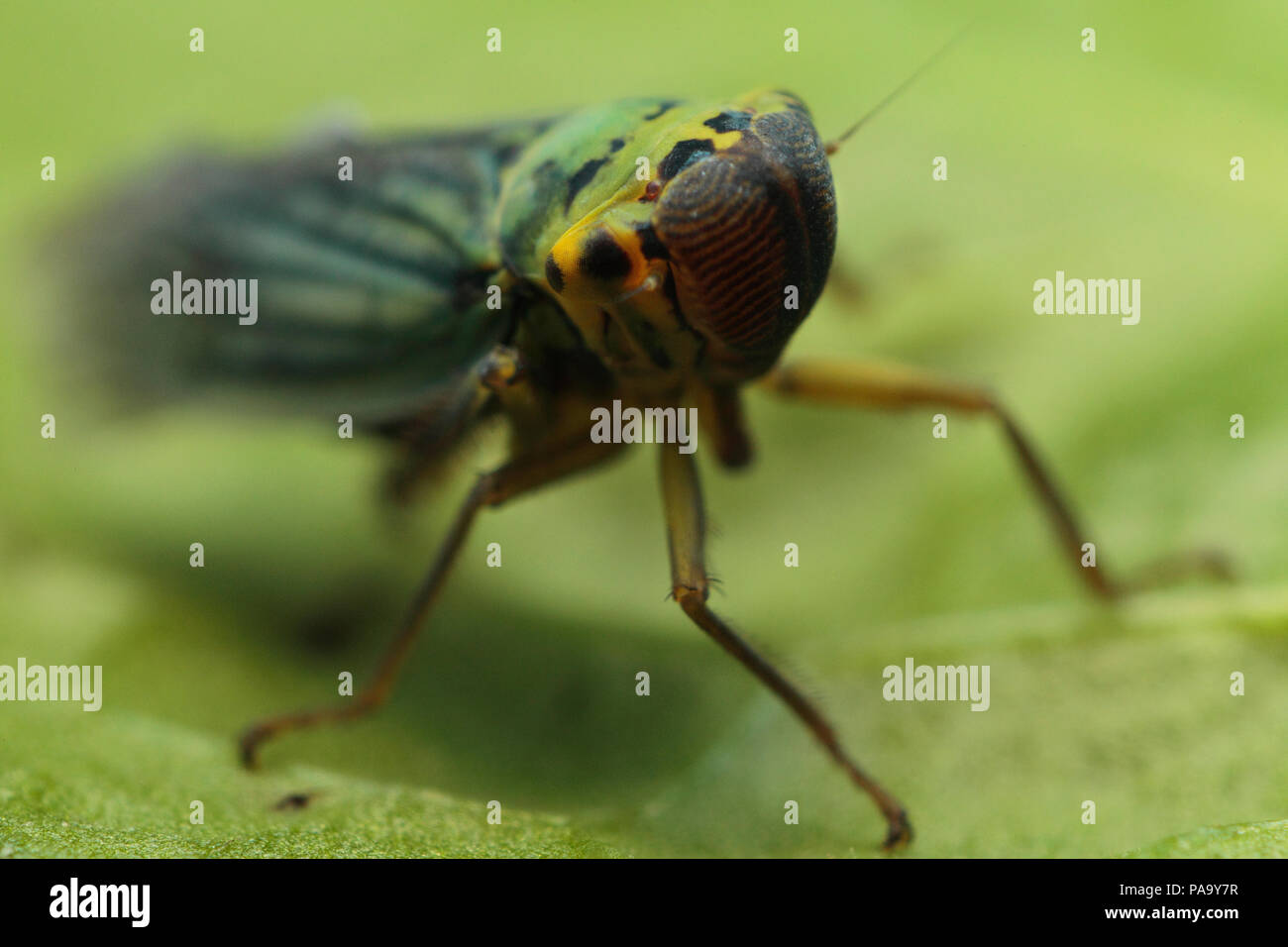 Green Leaf Hopper High Resolution Stock Photography and Images - Alamy